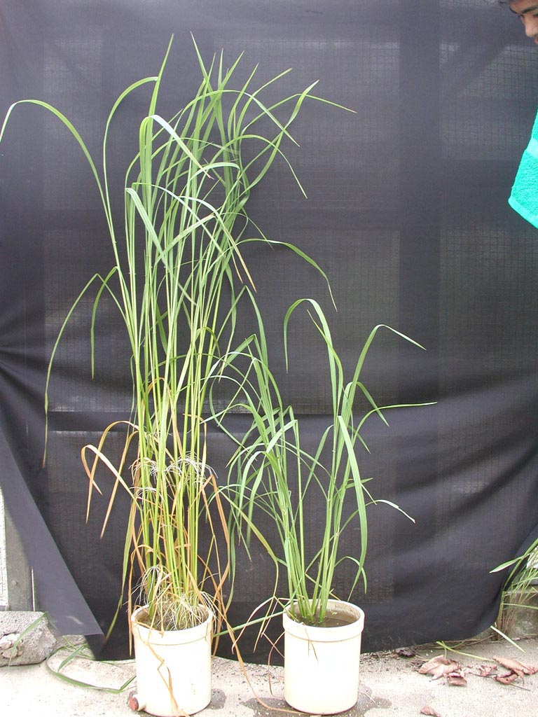 研究テーマと内容